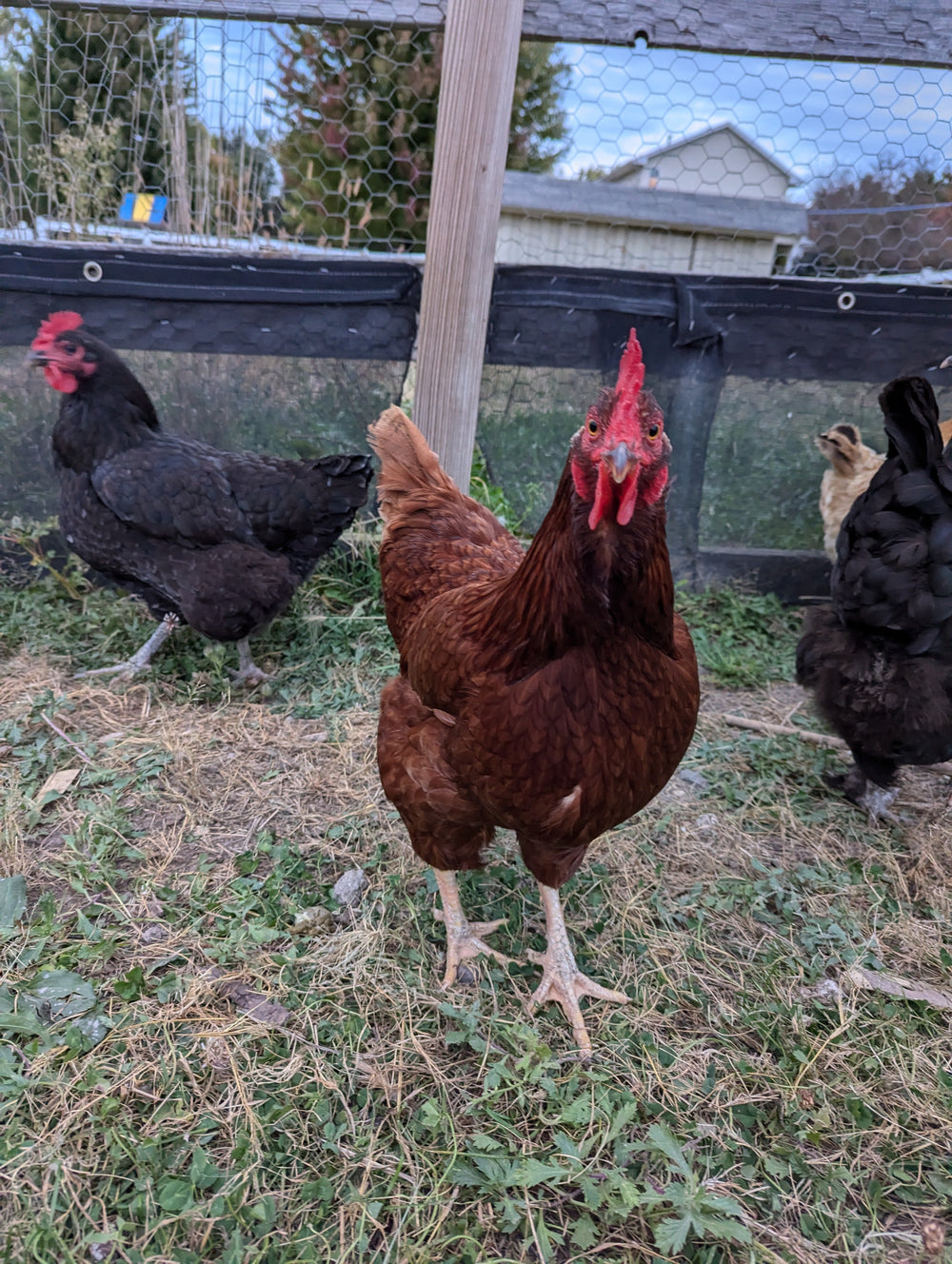 Collections – Bloomington Farm & Feed