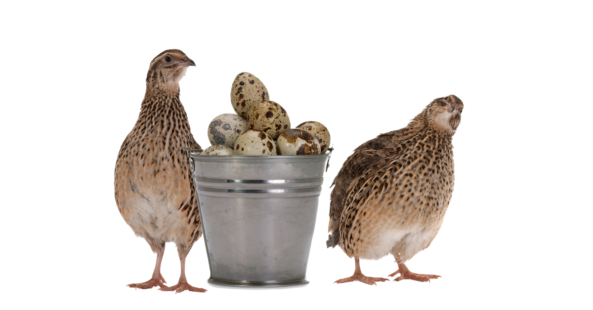 Game Bird Feed – Bloomington Farm & Feed