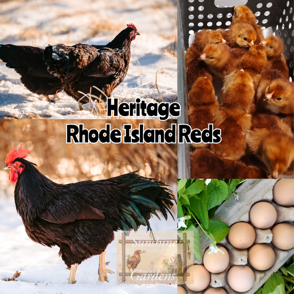 Rhode Island Reds, Heritage Breed – Bloomington Farm & Feed